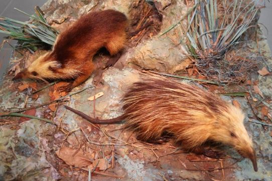 Almiquí o Solenodon cubanus - 🥇 Extinción Animal 2024