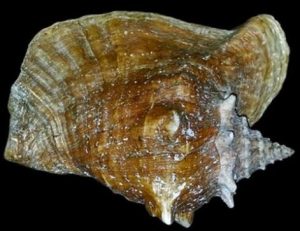 Botuto o Lobatus gigas - 🥇 Extinción Animal 2024