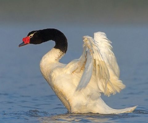Cisne de Cuello Negro o Cygnus melancoryphus - 🥇 Extinción Animal 2022