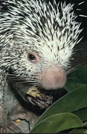 Coendú o Coendou prehensilis - 🥇 Extinción Animal 2023