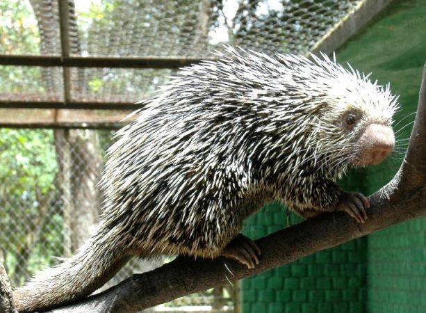 Coendú o Coendou prehensilis - 🥇 Extinción Animal 2023