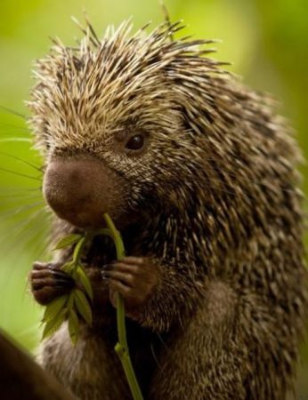 Coendú o Coendou prehensilis - 🥇 Extinción Animal 2023