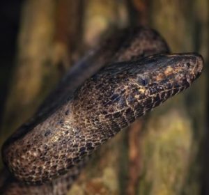 Boa Puertorriqueña o Chilabothrus inornatus - 🥇 Extinción Animal 2022
