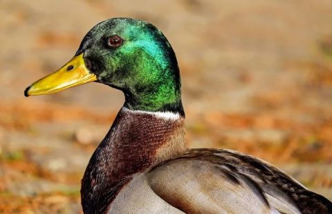 Ánade Real o Anas platyrhynchos - 🥇 Extinción Animal 2022