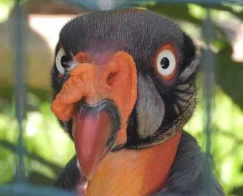 Rey Zope o Sarcoramphus papa - 🥇 Extinción Animal 2022