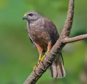 Gavilán de la Hispaniola o Buteo ridgwayi - 🥇 Extinción Animal 2022