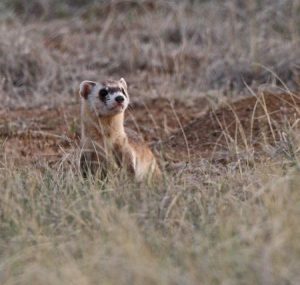 Hurón de Pies Negros o Mustela nigripes - 🥇 Extinción Animal 2023