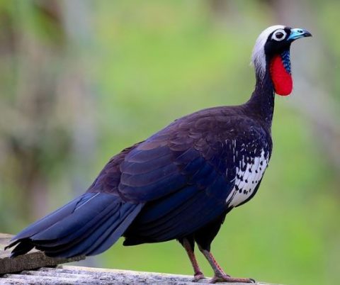 Jacutinga o Aburria jacutinga - 🥇 Extinción Animal 2024