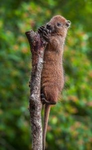 Jutía Conga o Capromys pilorides - 🥇 Extinción Animal 2024