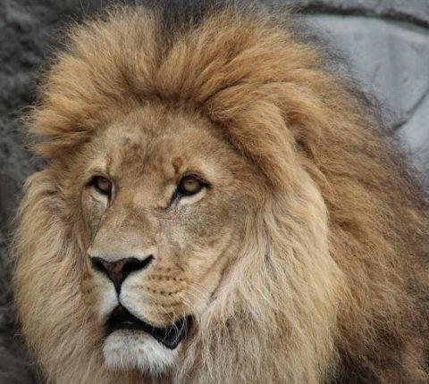 León del Atlas o Panthera leo leo - 🥇 Extinción Animal 2022