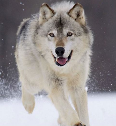 Lobo Gris o Canis lupus - 🥇 Extinción Animal 2020