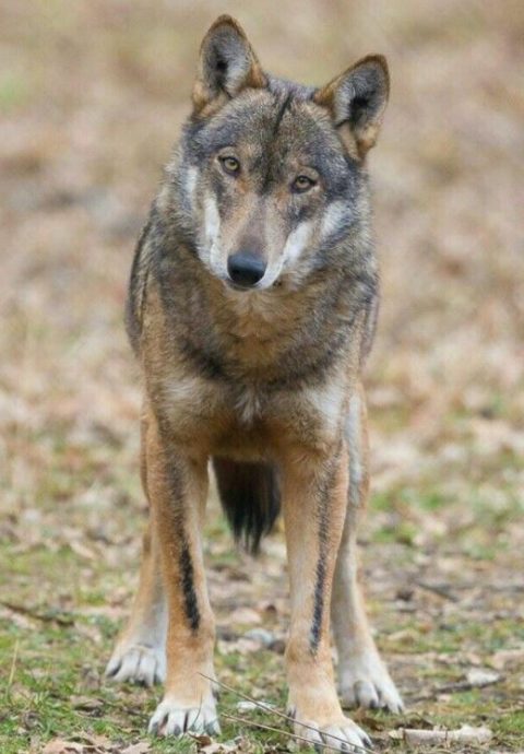 Lobo Italiano o Canis lupus italicus - 🥇 Extinción Animal 2020