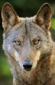 Lobo Italiano o Canis lupus italicus - 🥇 Extinción Animal 2024
