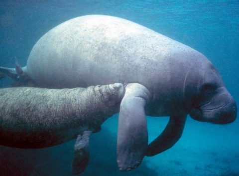 Manatí del Caribe o Trichechus manatus - 🥇 Extinción Animal 2022
