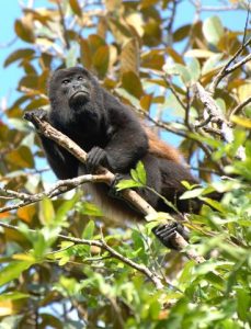 Mono Congo o Alouatta Palliata - 🥇 Extinción Animal 2022