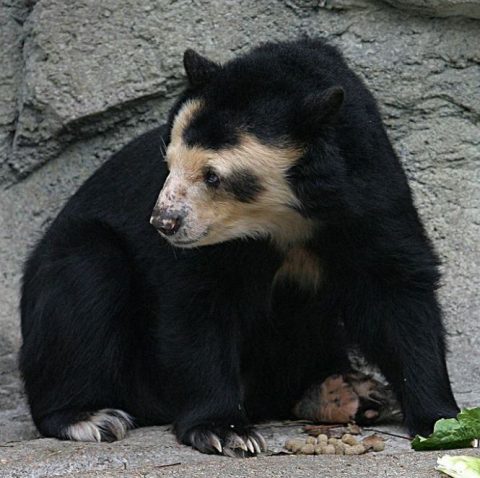 Oso de Anteojos o Tremarctos Ornatus - 🥇 Extinción Animal 2020
