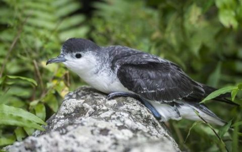 Pardela de Townsend o Puffinus auricularis - 🥇 Extinción Animal 2023