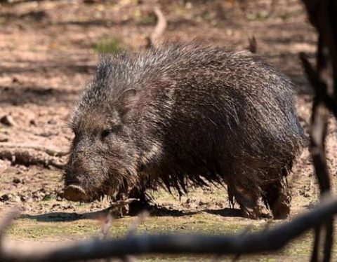 Pecarí del Chaco o Catagonus wagneri - 🥇 Extinción Animal 2022