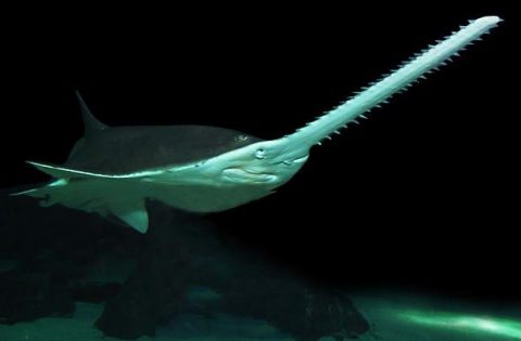 Pez Sierra o Pristis pectinata - 🥇 Extinción Animal 2023