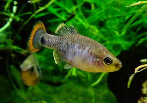 Picote Tequila o Zoogoneticus tequila - 🥇 Extinción Animal 2023