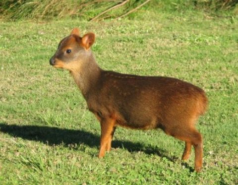 Pudu - 🥇 Extinción Animal 2023