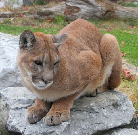 Puma o Puma concolor - 🥇 Extinción Animal 2020