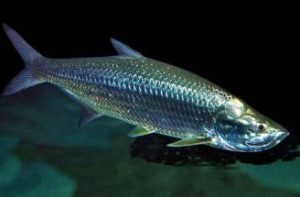 Sábalo o Megalops atlanticus - 🥇 Extinción Animal 2023