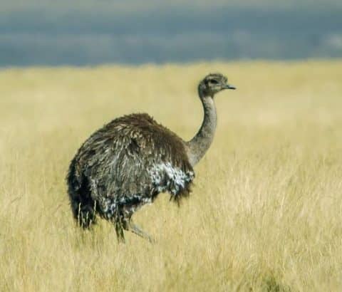 Suri Cordillerano - 🥇 Extinción Animal 2022