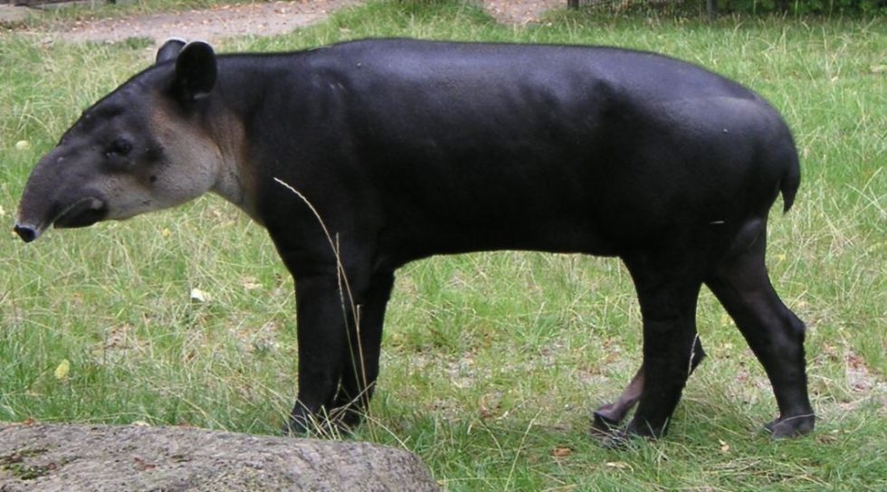Tapir o Tapirus - 🥇 Extinción Animal 2020