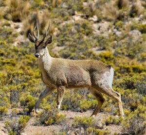 Taruca o Hippocamelus antisensis - 🥇 Extinción Animal 2022