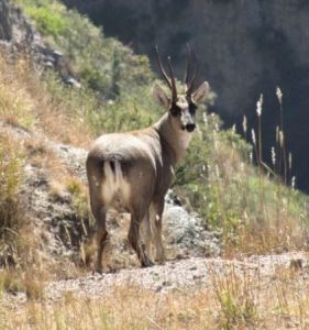 Taruca o Hippocamelus antisensis - 🥇 Extinción Animal 2022