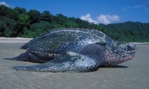 Tortuga Laúd o Dermochelys coriacea - 🥇 Extinción Animal 2024