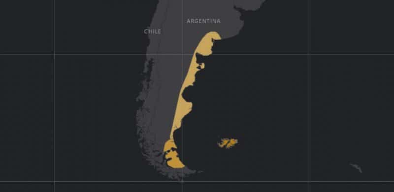Canquén Colorado o Chloephaga rubidiceps - 🥇 Extinción Animal 2024